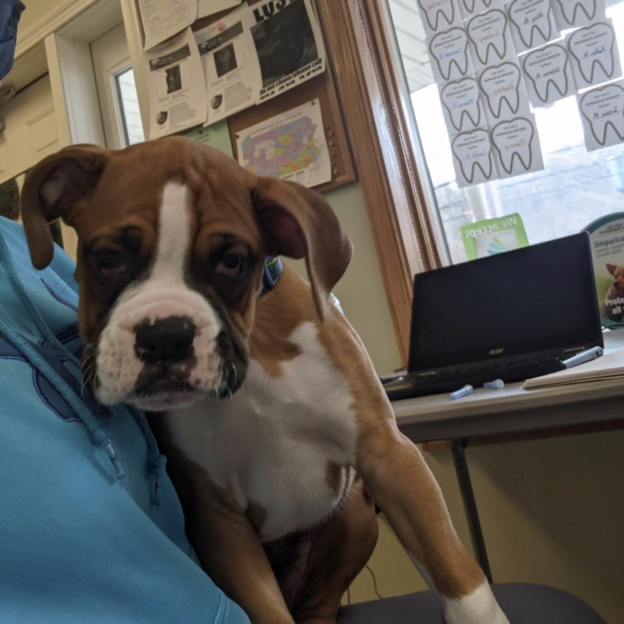 Pet Photo Gallery Pittsburgh, PA 15220 - Greentree Animal Clinic