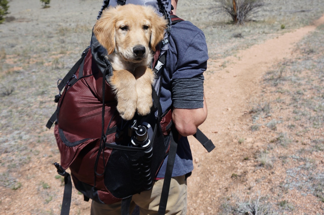 3 Summertime Hiking Safety Tips for Pets - Greentree Animal Clinic