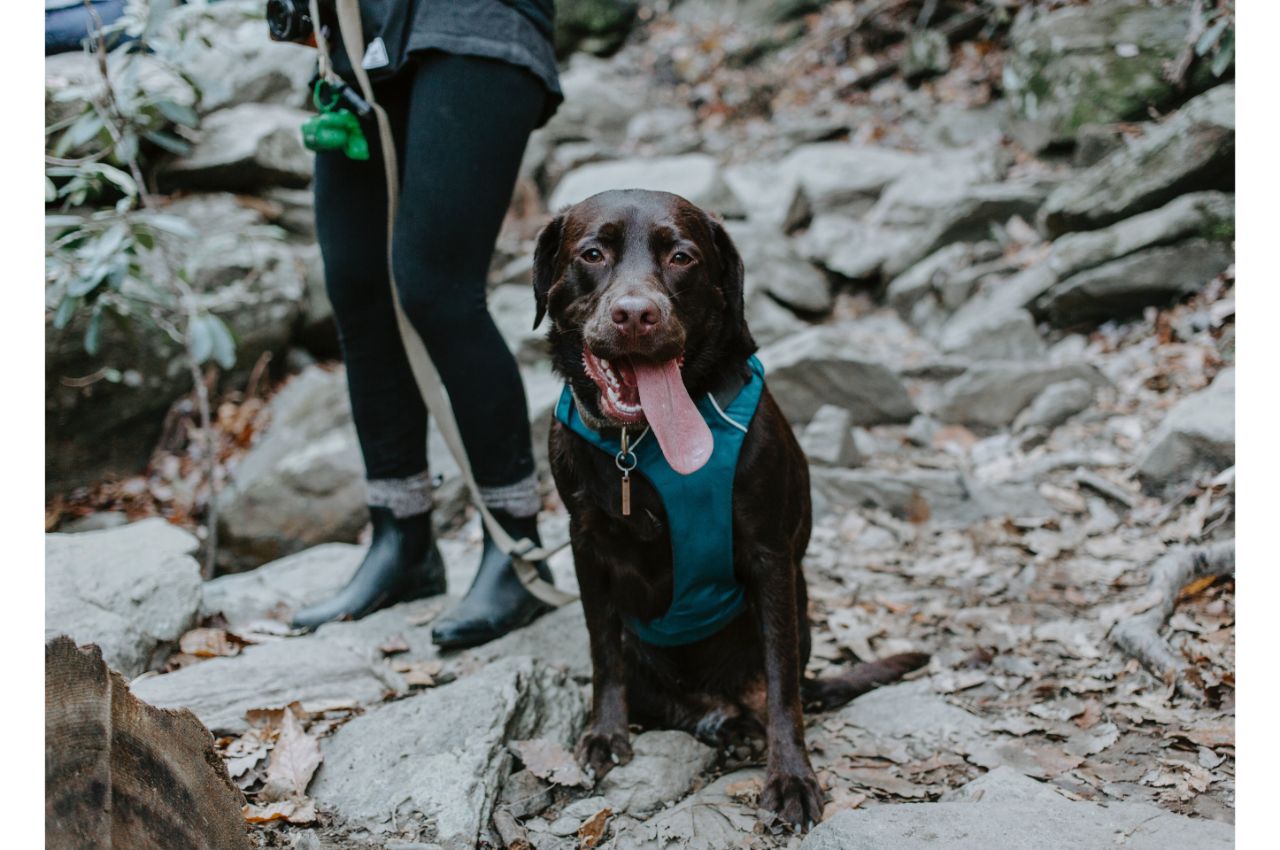 Discover Exciting Outdoor Ventures to Share with Your Pet